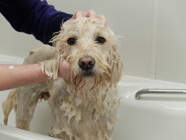 iPET Network Level 3 Diploma in Dog Grooming and Salon Management ...